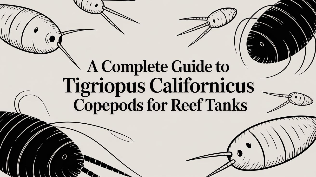 A Complete Guide to Tigriopus Californicus Copepods for Reef Tanks ...