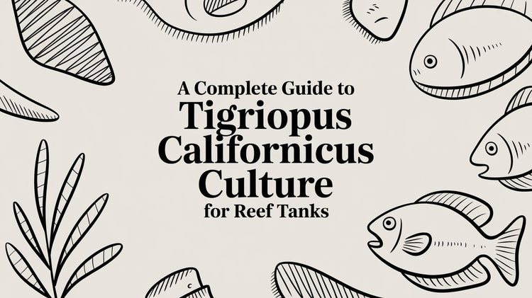 A Complete Guide to Tigriopus Californicus Culture for Reef Tanks – PodDrop